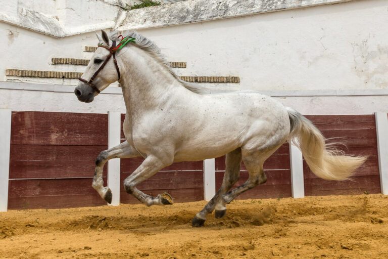 Chevaux d'Andalousie : où voir un spectacle équestre