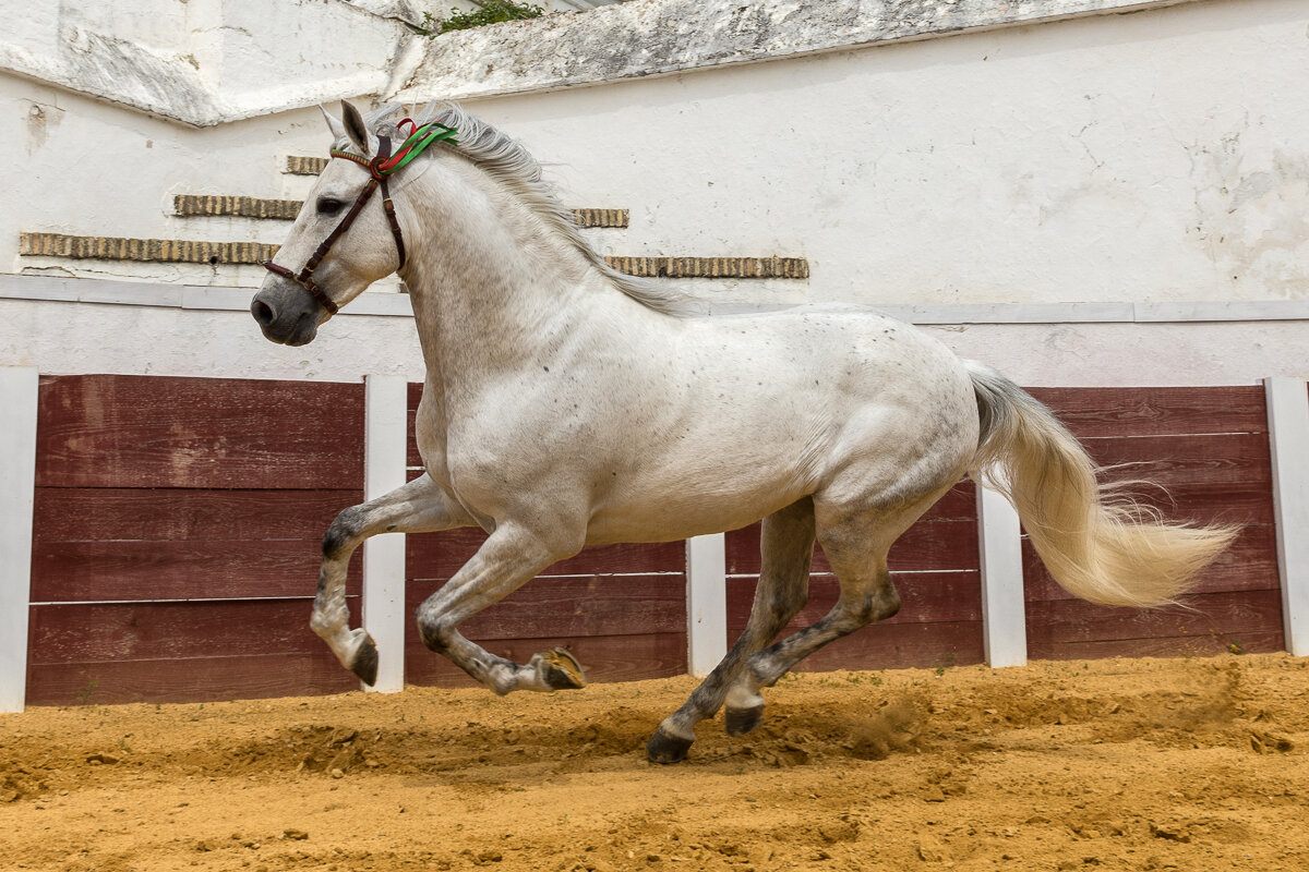Chevaux d'Andalousie : où voir un spectacle équestre