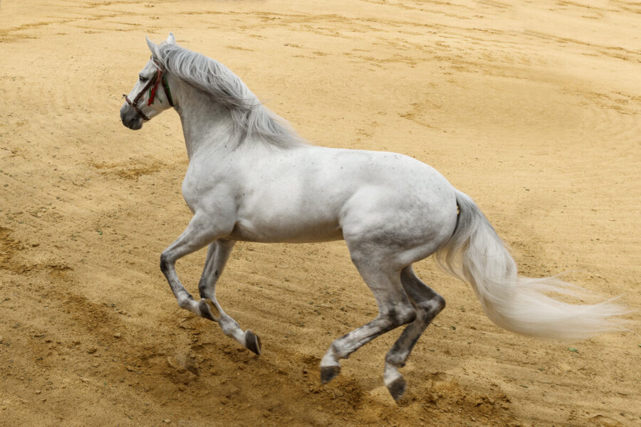 Chevaux d'Andalousie : où voir un spectacle équestre